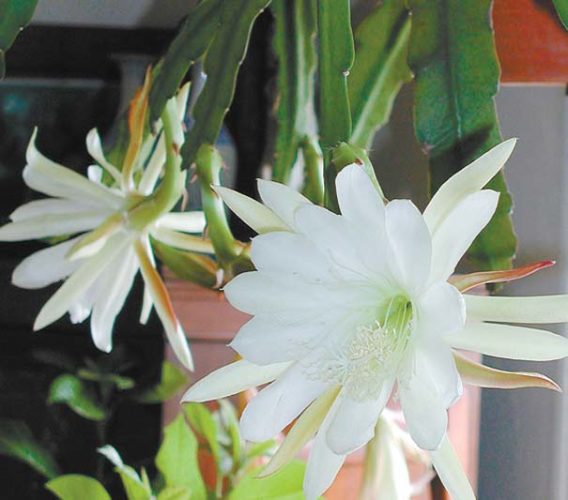 Cereus: A cactus that blooms just a few nights a year | News, Sports ...